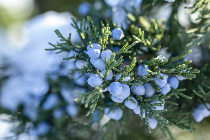 Beautiful Bush of a Juniper with Berries Stock Photo - Image of summer ...