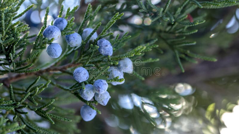 Beautiful Bush of a Juniper with Berries Stock Photo - Image of ...