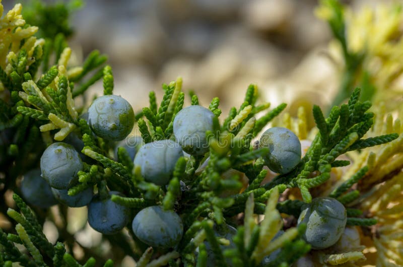 Beautiful Bush of a Juniper with Berries Stock Photo - Image of ...
