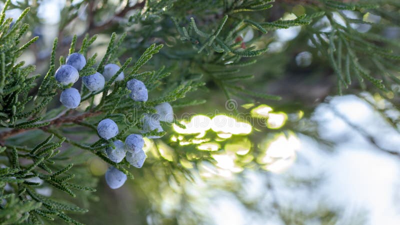 Beautiful Bush of a Juniper with Berries Stock Image - Image of blue ...