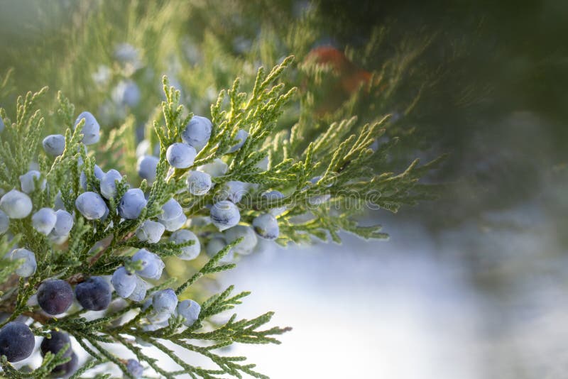 Beautiful Bush of a Juniper with Berries Stock Photo - Image of purple ...