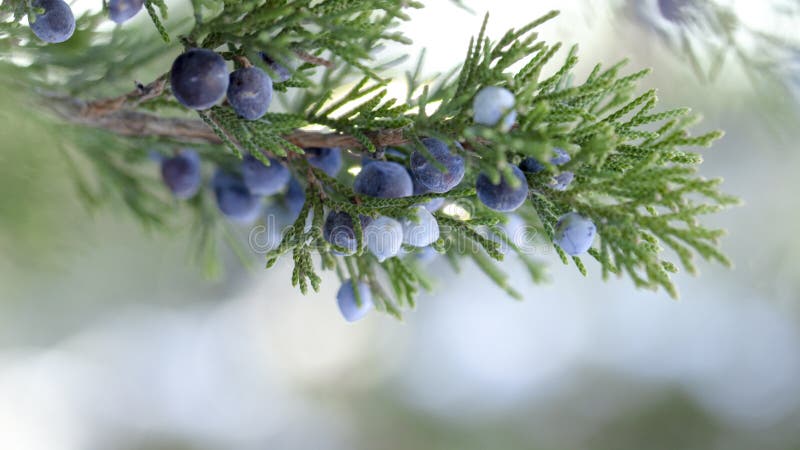 Beautiful Bush of a Juniper with Berries Stock Image - Image of healthy ...