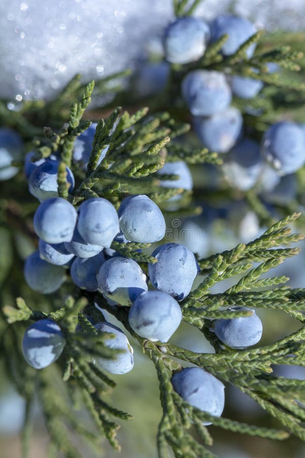 Beautiful Bush with White Flowers of Wild English Rose in the Garden ...