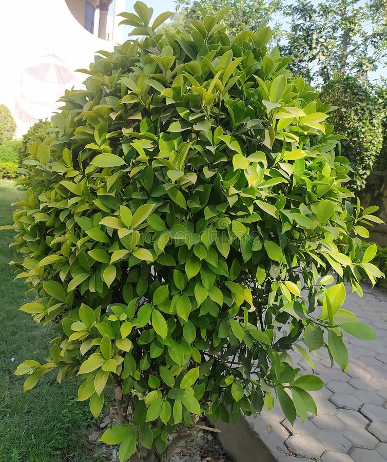 Beautiful Bush Looks Great in a Park Stock Image - Image of looks ...