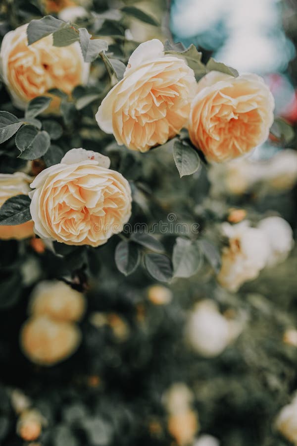 Beautiful Bush of Orange Roses in a Spring Garden Stock Image - Image ...