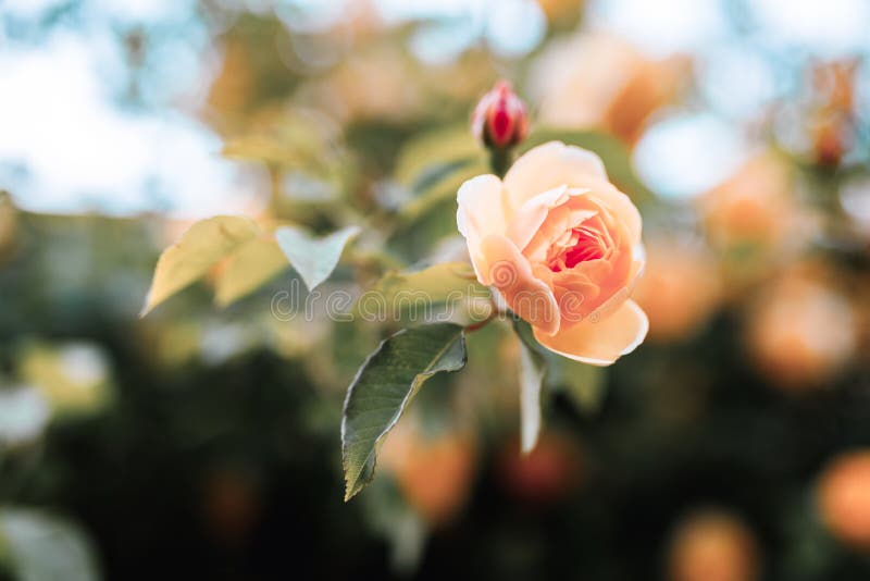 Beautiful Bush of Orange Roses in a Spring Garden Stock Photo - Image ...