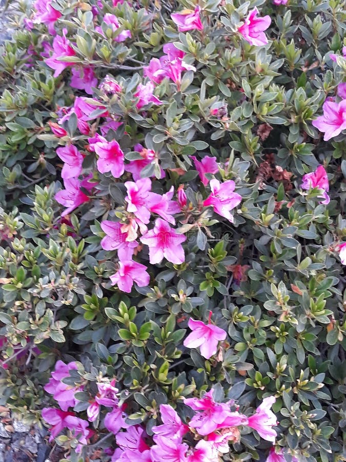 Beautiful Bush of Pink Flowers Stock Image - Image of herb, produce ...