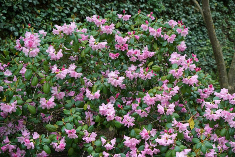 Beautiful Bush with Pink Flowers in the Park Stock Photo - Image of ...