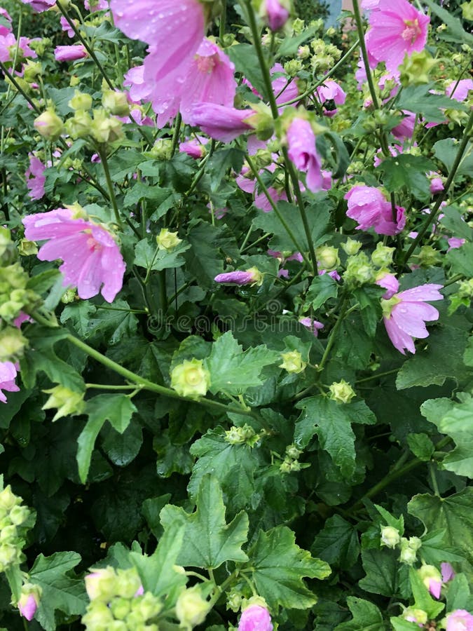 Beautiful Bush with Pink Flowers in the Park Stock Image - Image of ...