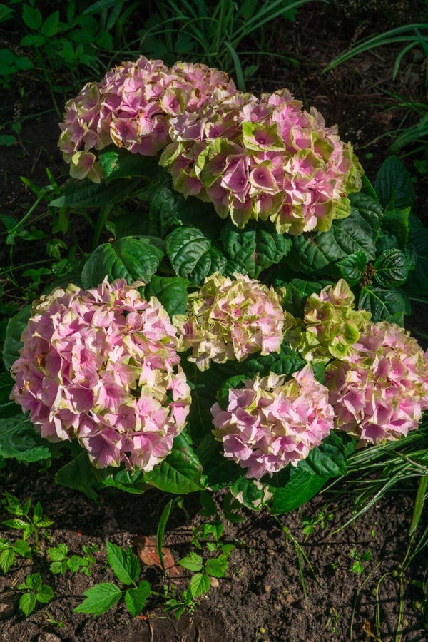 Beautiful Pink Hydrangea Bush Stock Image - Image of bloom, bush: 22936571