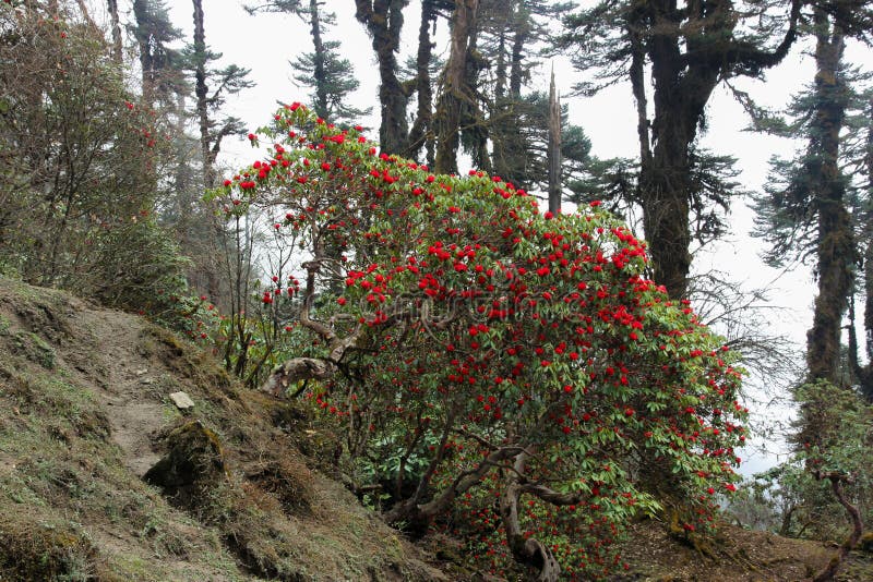 Beautiful Bush with Red Flowers in the Forest. India Stock Photo ...
