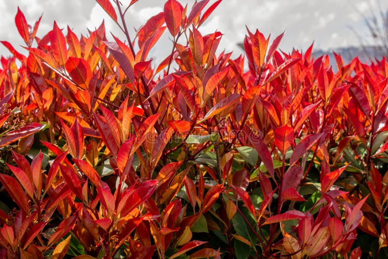 Beautiful Bush with Red Leaves Stock Photo - Image of acer, japanese ...