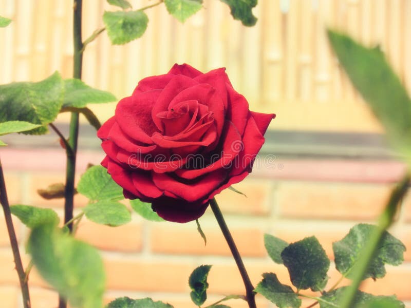 Beautiful Bush of Red Rose in Spring Stock Photo - Image of delicate ...