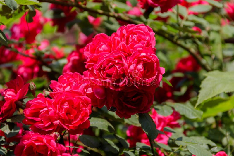 Beautiful Bush of Red Roses in Garden Stock Photo - Image of delicate ...