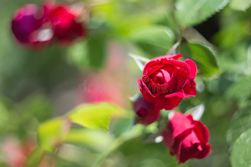 Beautiful Bush of Red Roses in a Spring Garden. Rose Garden Stock Photo ...