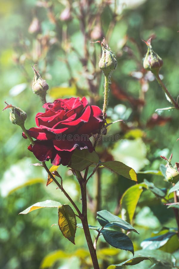 Beautiful Bush of Roses in a Garden Stock Image - Image of love ...