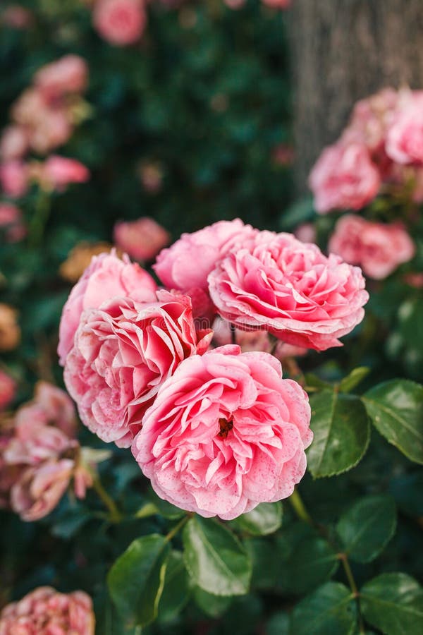 Beautiful Bush Roses in the Garden. Nature, Flowers. Stock Photo ...
