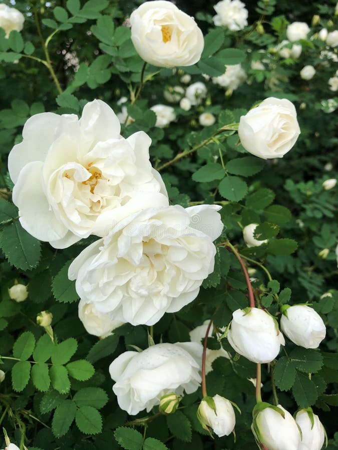 Beautiful Bush with White Roses on the Street Stock Image - Image of ...