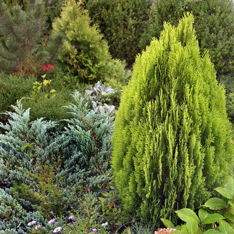 Beautiful bush in the yard stock image. Image of colorful - 134687141