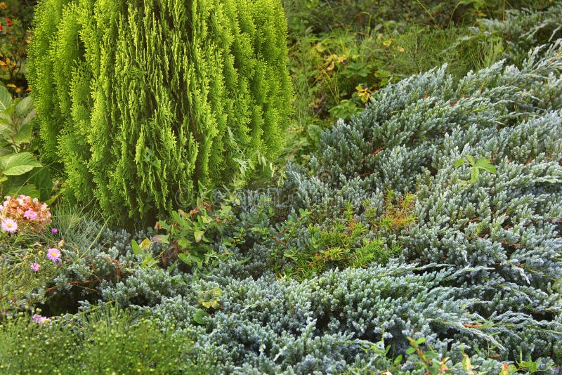 Beautiful bush in the yard stock photo. Image of dark - 134688398