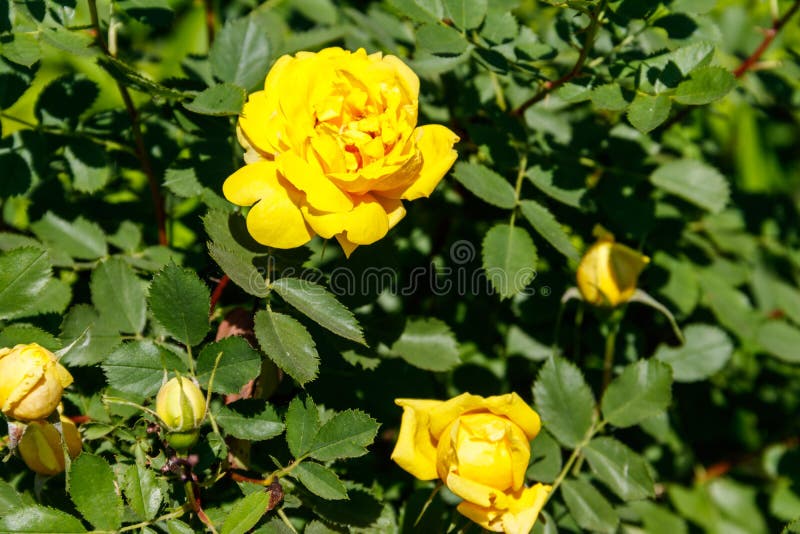 Beautiful Bush of Yellow Roses in Garden Stock Image - Image of nature ...