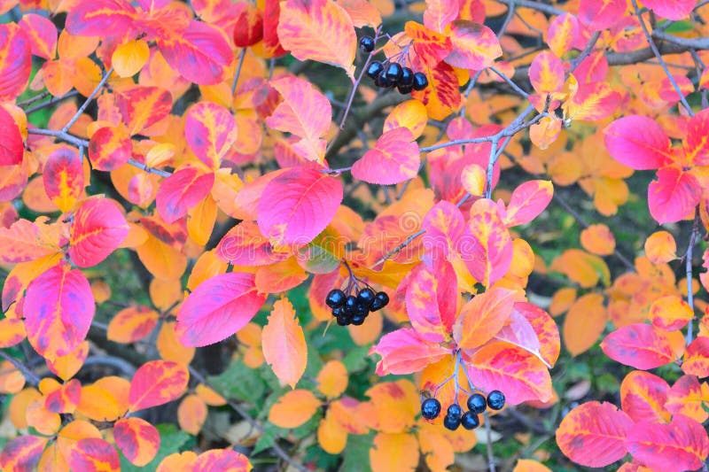 Beautiful bushes in autumn stock image. Image of green - 255064769