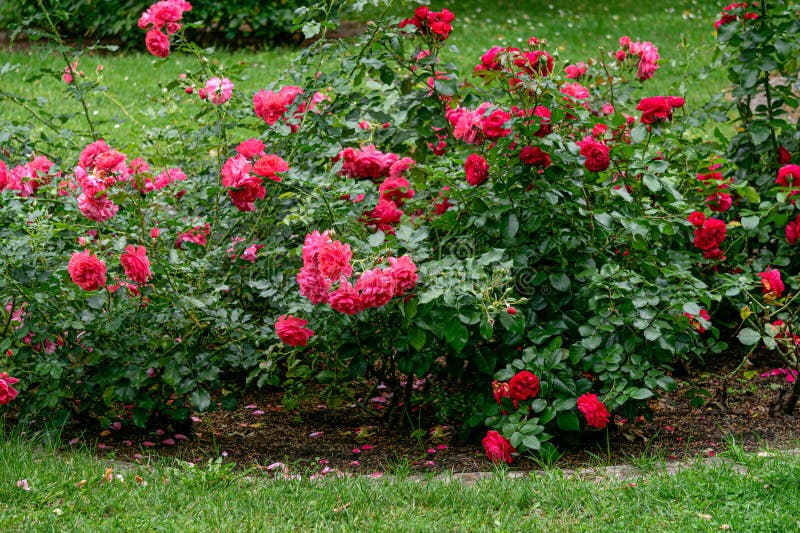 Beautiful Bushes with Blooming Pink Roses in the Park. Stock Photo ...