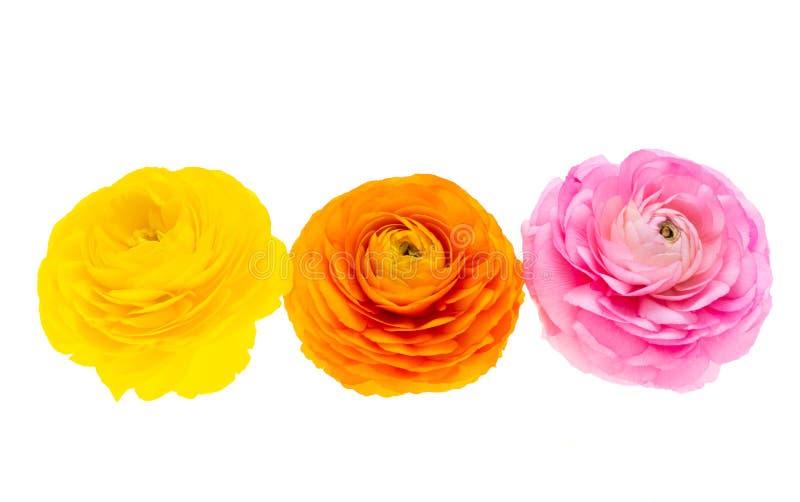 Beautiful Buttercup Flower Isolated Stock Photo - Image of head ...