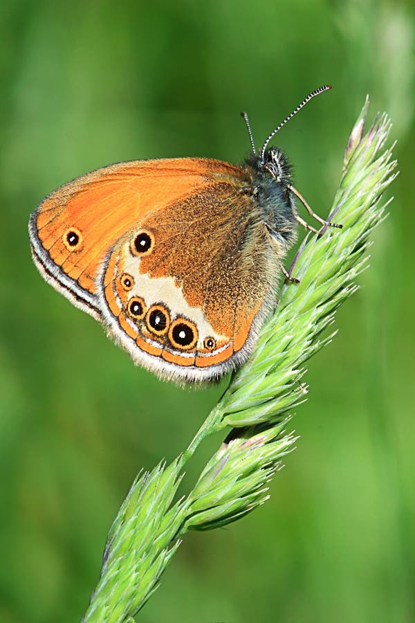 Beautiful butterfly stock image. Image of animal, flutter - 3650345
