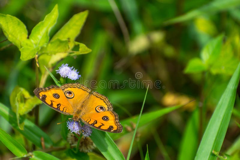 Beautiful Butterfly and Ant Staying and Resting on Flower Stock Photo ...