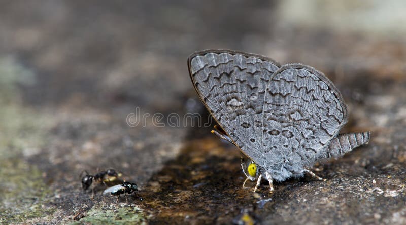 Beautiful Butterfly, Apefly, Spalgis Epius Epius Stock Image - Image of ...