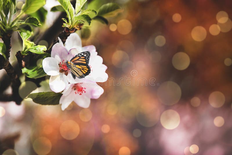 Beautiful Butterfly on Blossoming Cherry Tree Stock Image - Image of ...