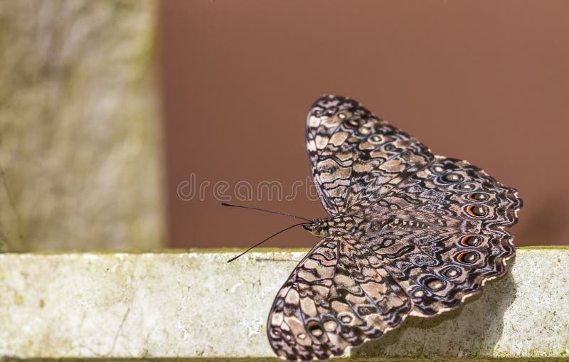 Beautiful Butterfly with Brown Wings on a Stone Surface Stock Image ...