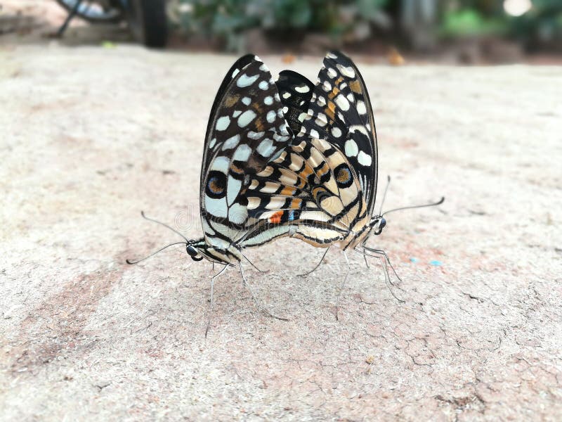 Beautiful Butterfly stock photo. Image of capture, natural - 128745896