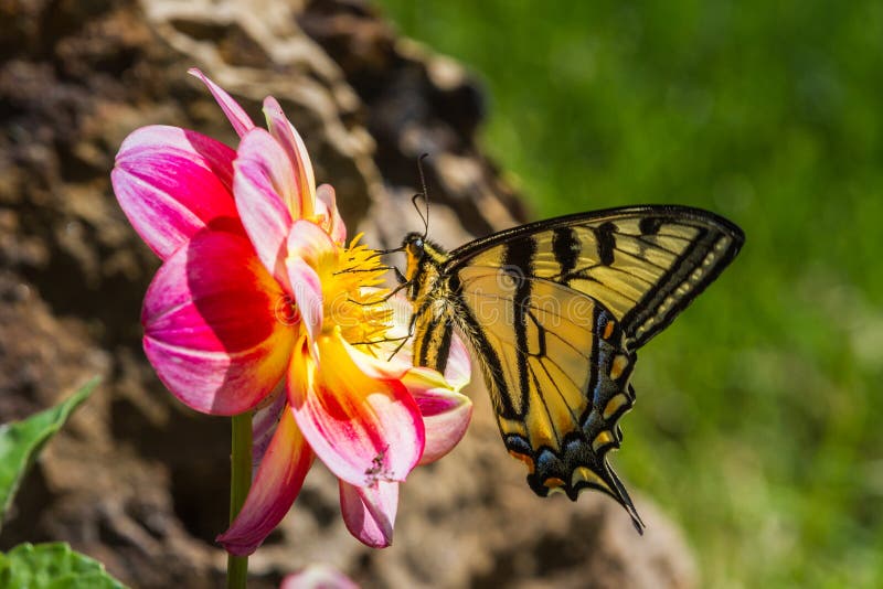 Beautiful butterfly stock photo. Image of butterfly, nectar - 42171486