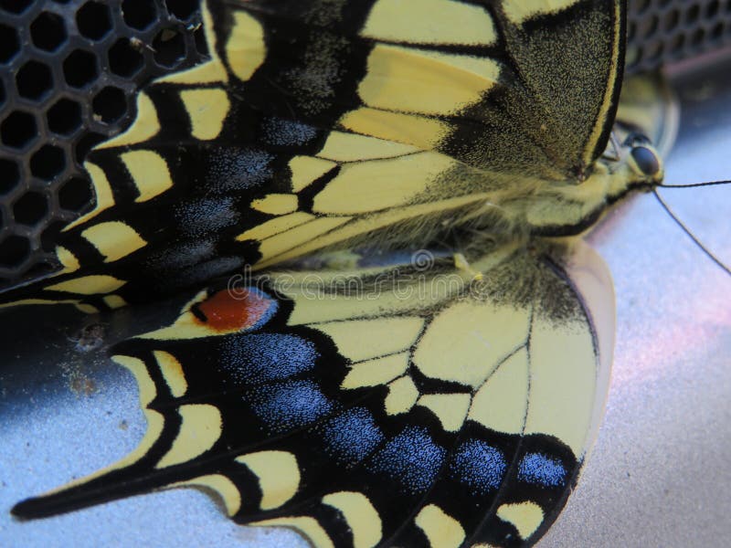 Beautiful Butterfly Delicate Delicate Fragile Soft Fine Stock Photo ...