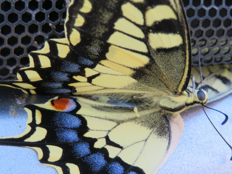 Beautiful Butterfly Delicate Delicate Fragile Soft Fine Stock Photo ...