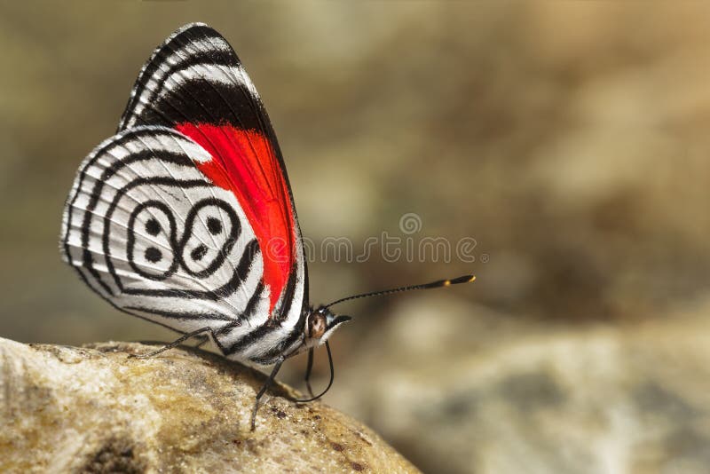 Butterfly Diaethria Also Called 88 Stock Photo - Image of diaethria ...