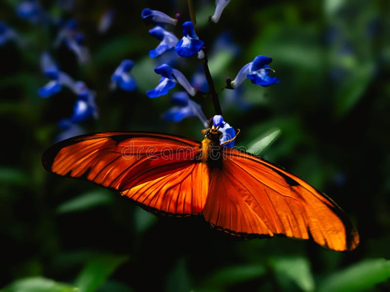 Beautiful Butterfly Dryas Iulia on a Flower Stock Photo - Image of wild ...