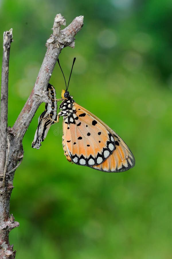 Beautiful Butterfly Emerging from Chrysalis on a Branch with Green ...