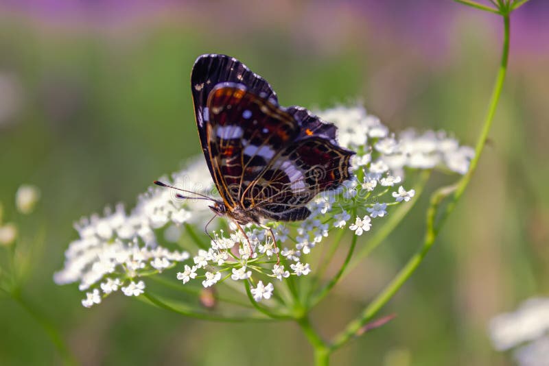 Beautiful Butterfly on a Flower Lit by the Sun Closeup. a Beautiful ...