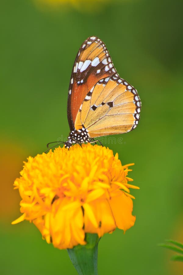 Beautiful Butterfly on Flower Stock Image - Image of beautiful, black ...