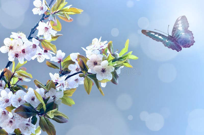 Beautiful Butterfly and Flowers Stock Image - Image of butterfly ...