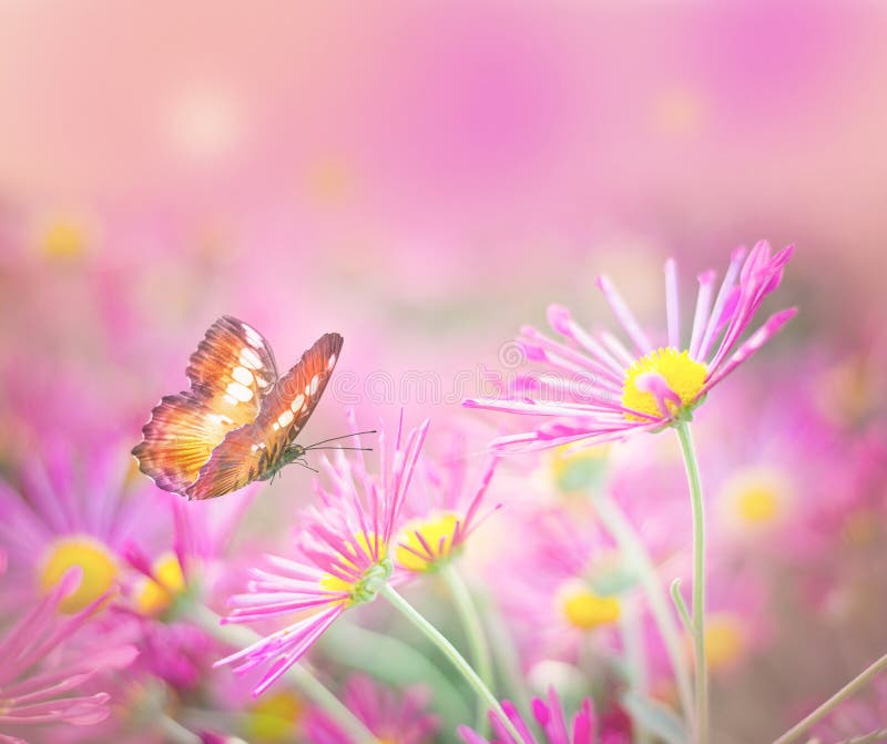 Beautiful Butterfly and Flowers Stock Image - Image of meadow, nature ...
