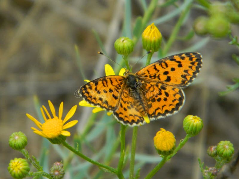 Beautiful butterfly stock photo. Image of wildflower - 272100842