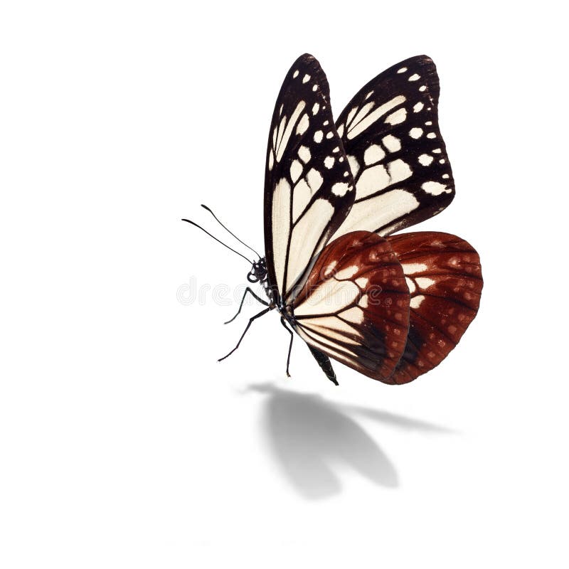 Beautiful butterfly stock image. Image of insect, path - 269803939