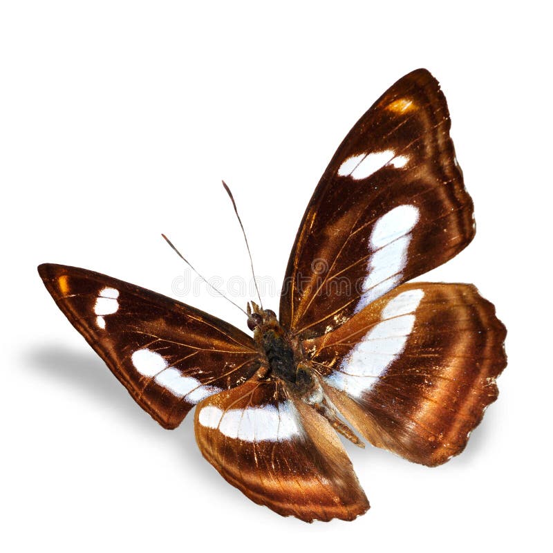 108 Butterfly Underneath Stock Photos - Free & Royalty-Free Stock ...