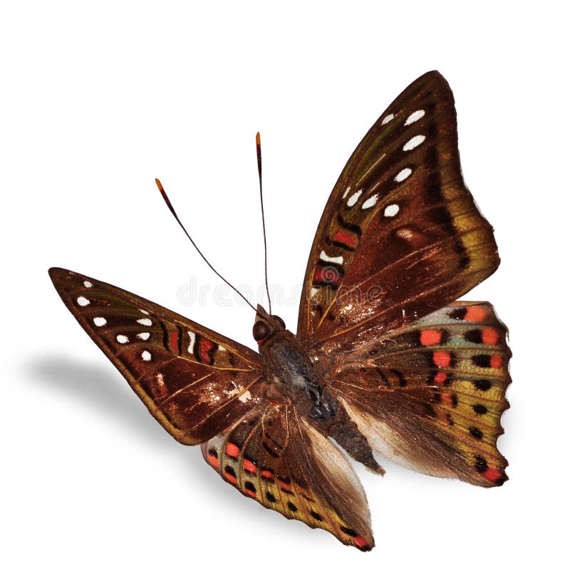 108 Butterfly Underneath Stock Photos - Free & Royalty-Free Stock ...