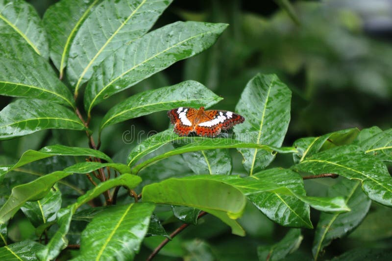 A Beautiful Butterfly on a Green Leaf Stock Image - Image of beauty ...