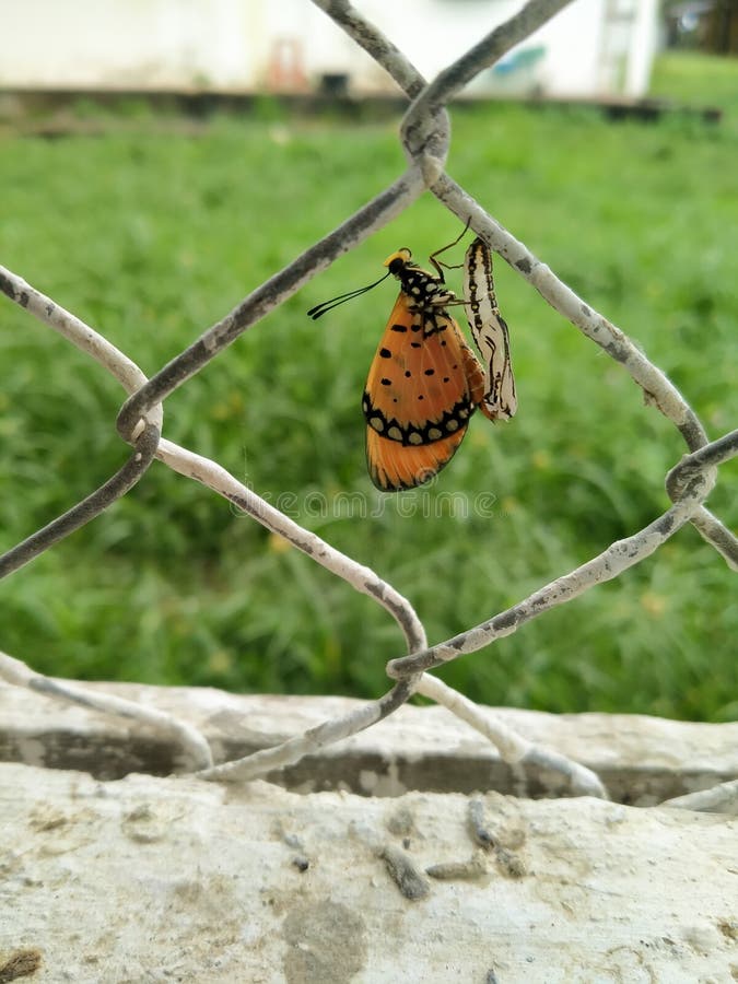A Beautiful Butterfly that Has Just Evolved from a Chrysalis Stock ...